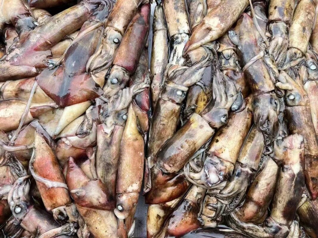 BLACK SQUID – Amber Foods