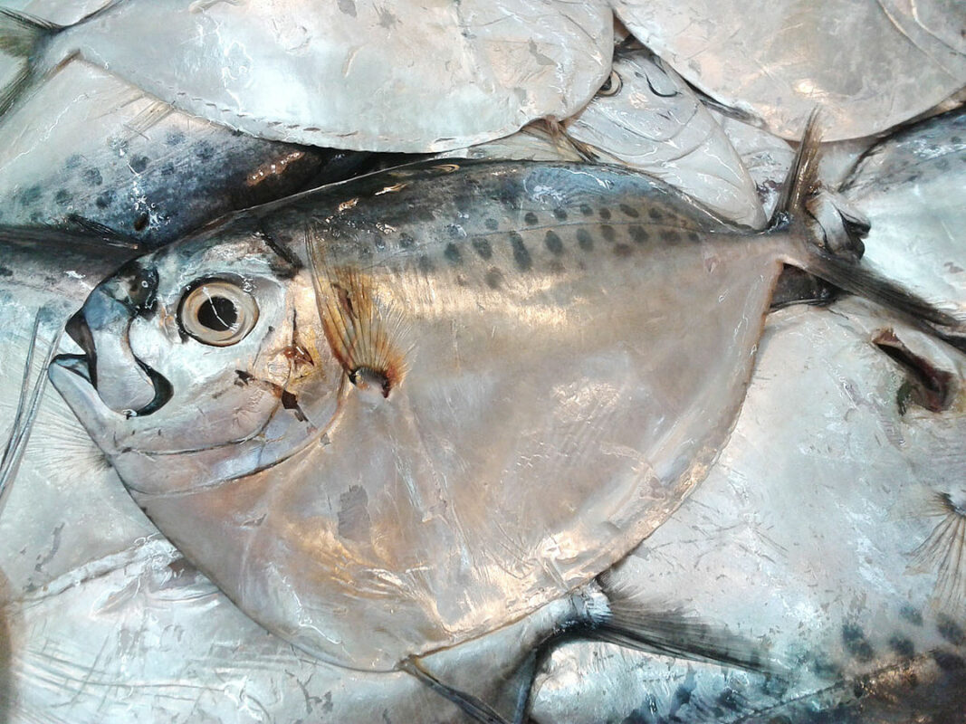 MOON FISH – Amber Foods