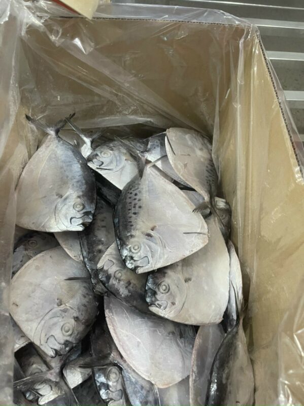 MOON FISH – Amber Foods