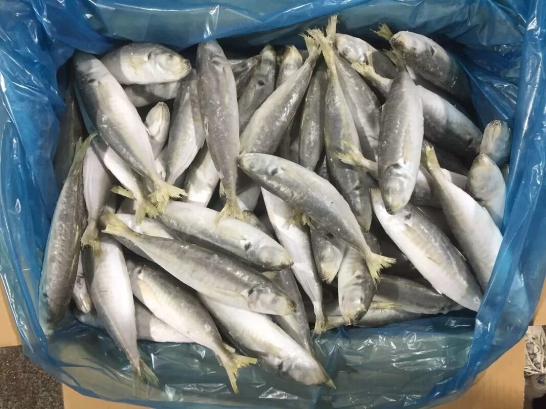 ROUNDSCAD (Female scad) – Amber Foods